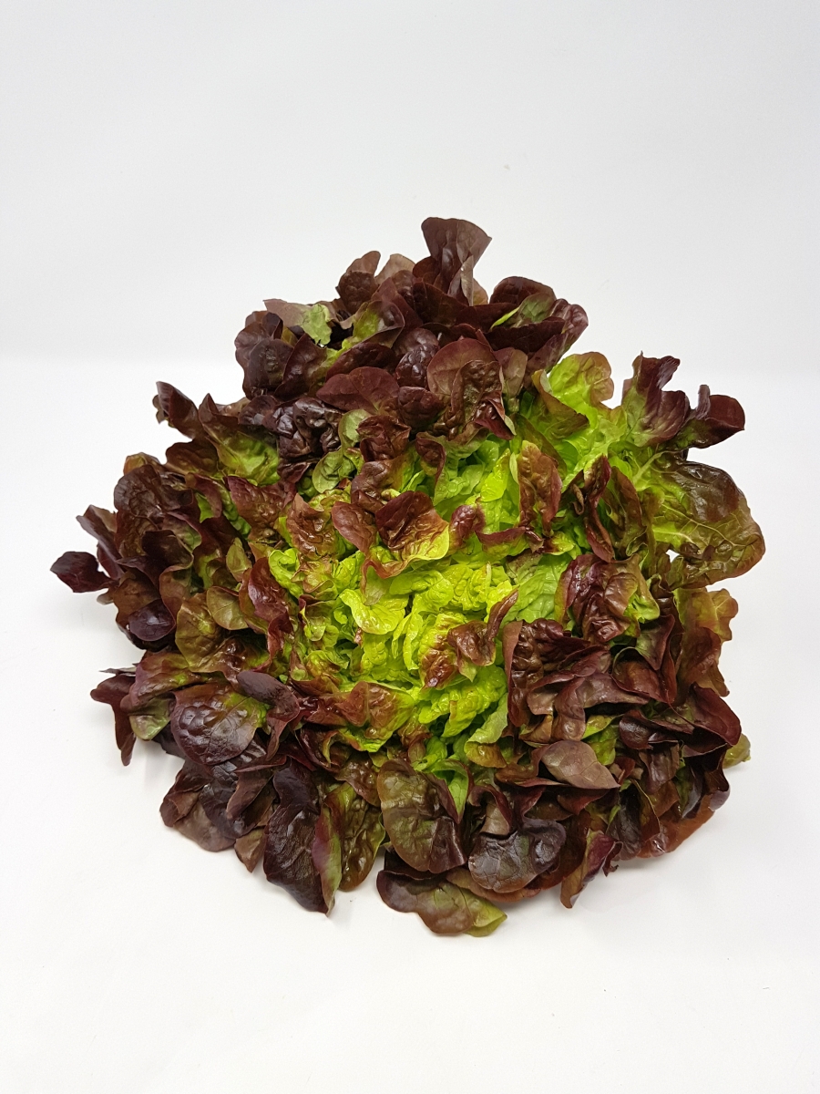 Wiesenland - Obst und Gemüse - Produktdetail Eichblatt Rot AT